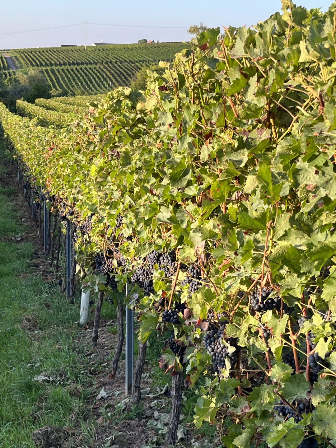 The Journey - Bo Stråth